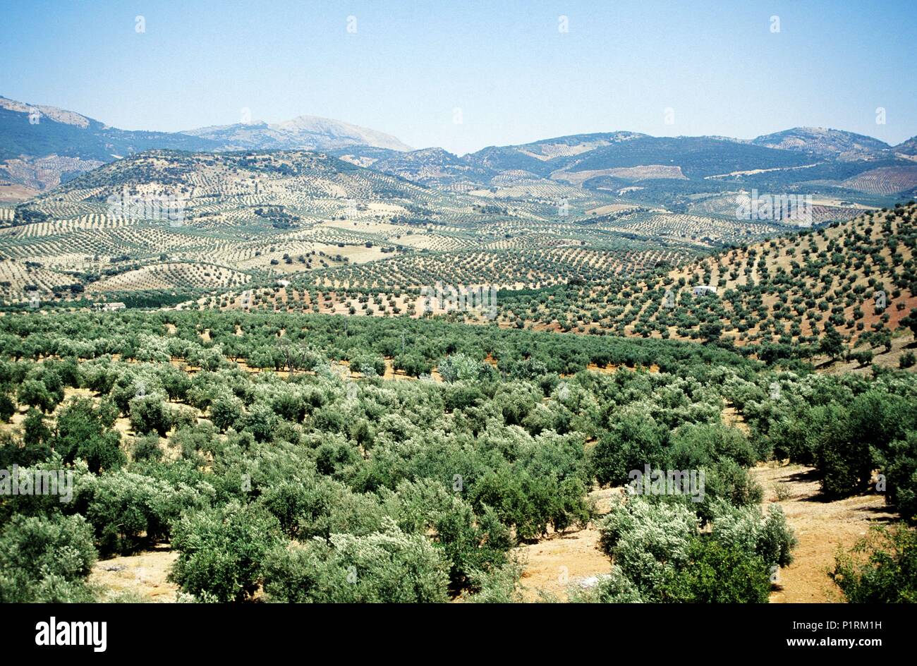 olive tree fields and landscape Stock Photo - Alamy