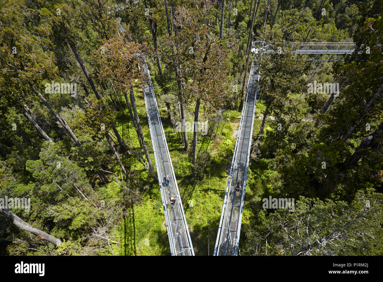 Tourists on Treetop Walkway, near Hokitika, West Coast, South Island ...