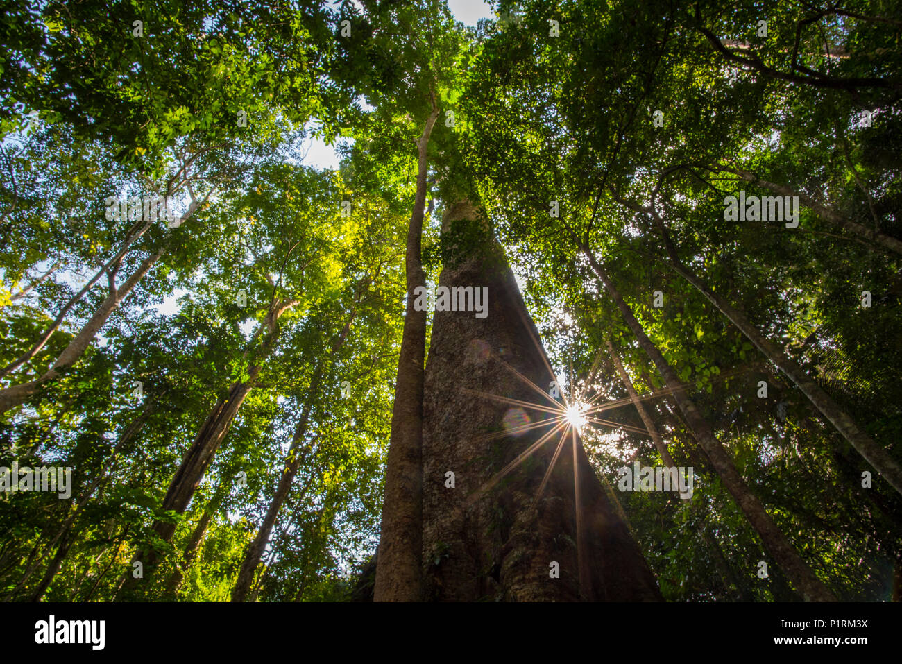 Big tree in tropical forest in Thailand national park Stock Photo - Alamy