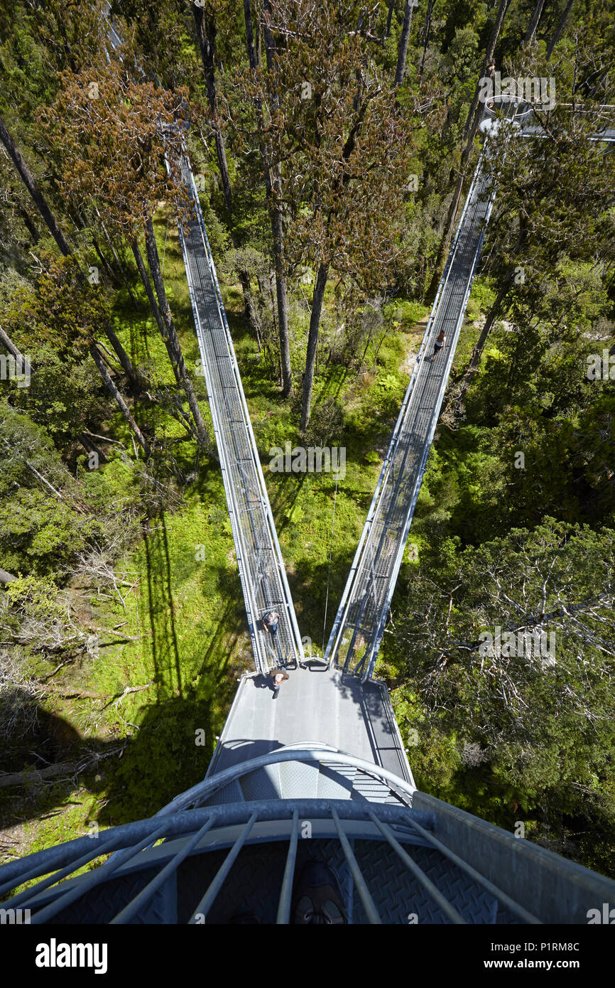 Treetop walk, near Hokitika, West Coast, South Island, New Zealand ...