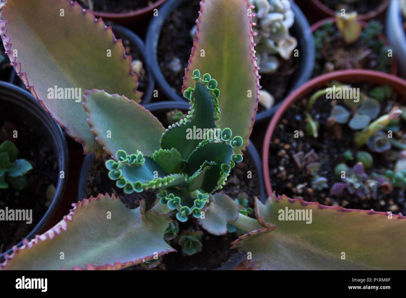 Blue kalanchoe hi-res stock photography and images - Alamy