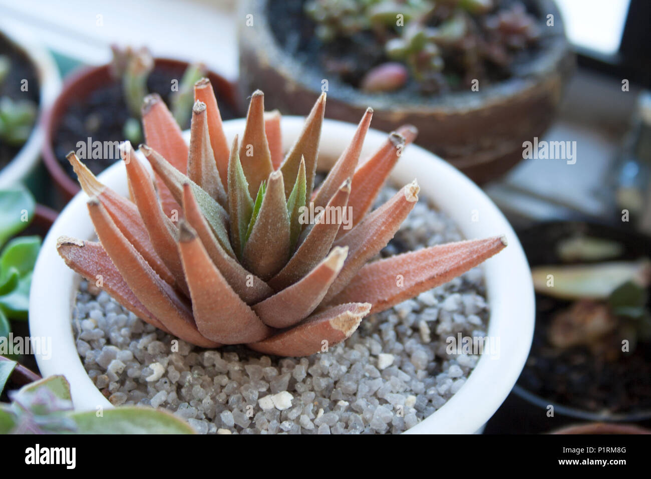 Haworthia potted plant rosette Stock Photo - Alamy