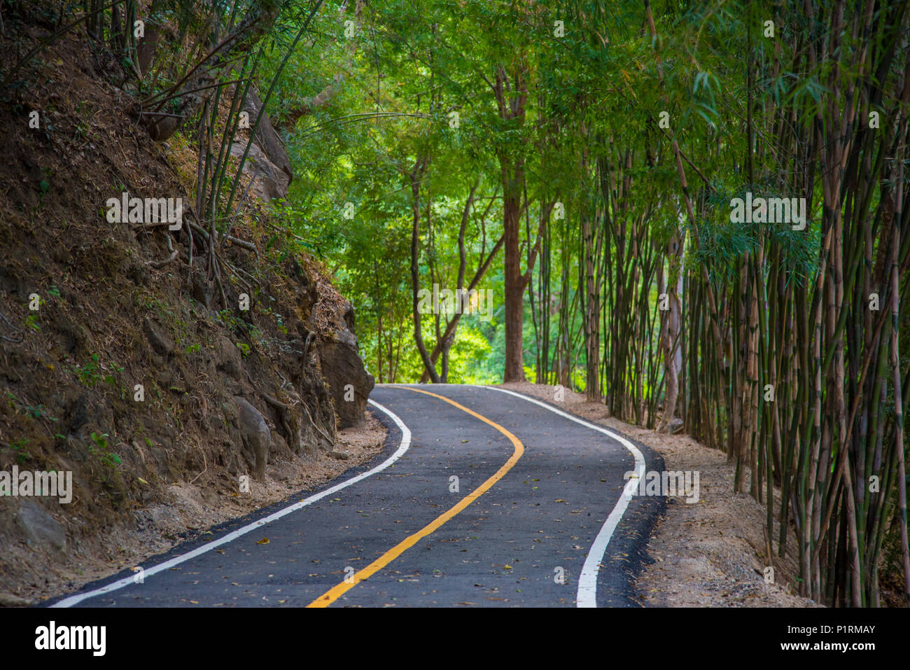 Walking trail in tropical forest Stock Photo - Alamy