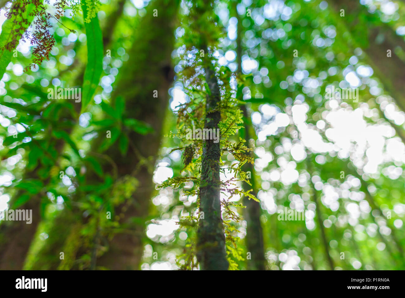 Into the forest. Nature composition Stock Photo - Alamy
