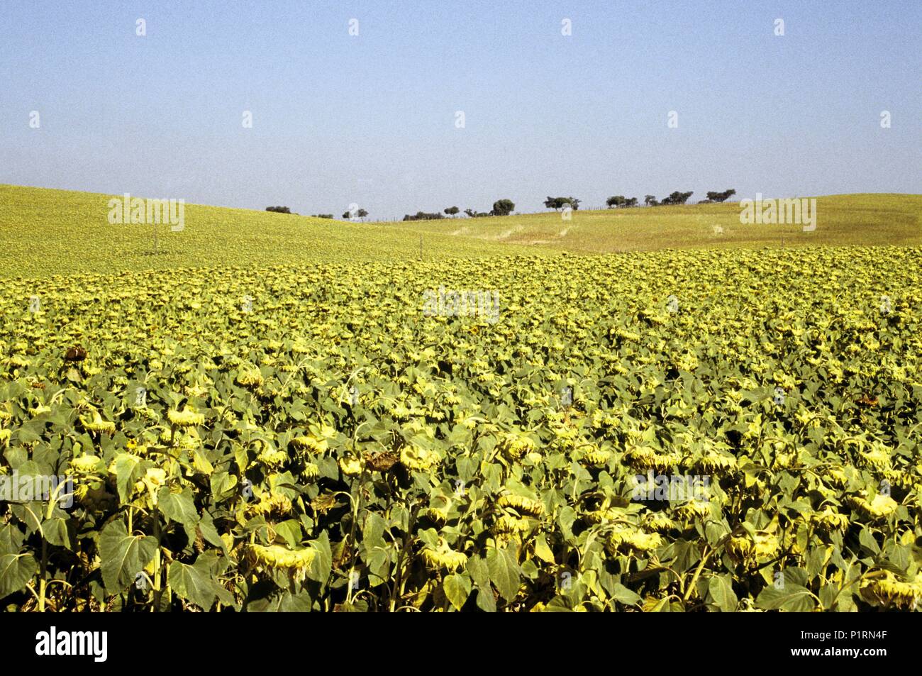 Lora del río hi-res stock photography and images - Alamy
