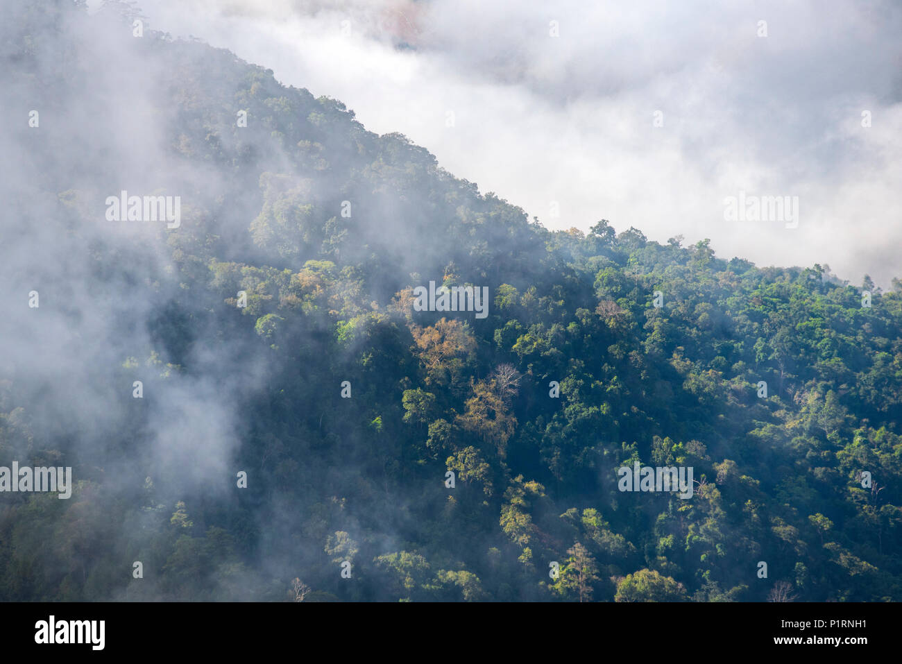 colorful tropical forest in Thailand Stock Photo - Alamy