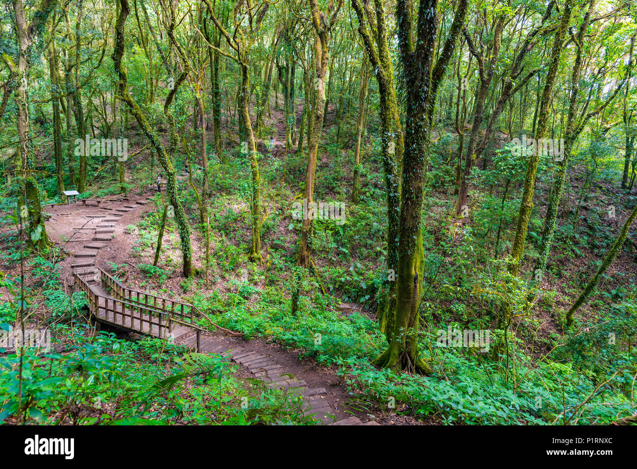 Walking trail in tropical forest Stock Photo - Alamy