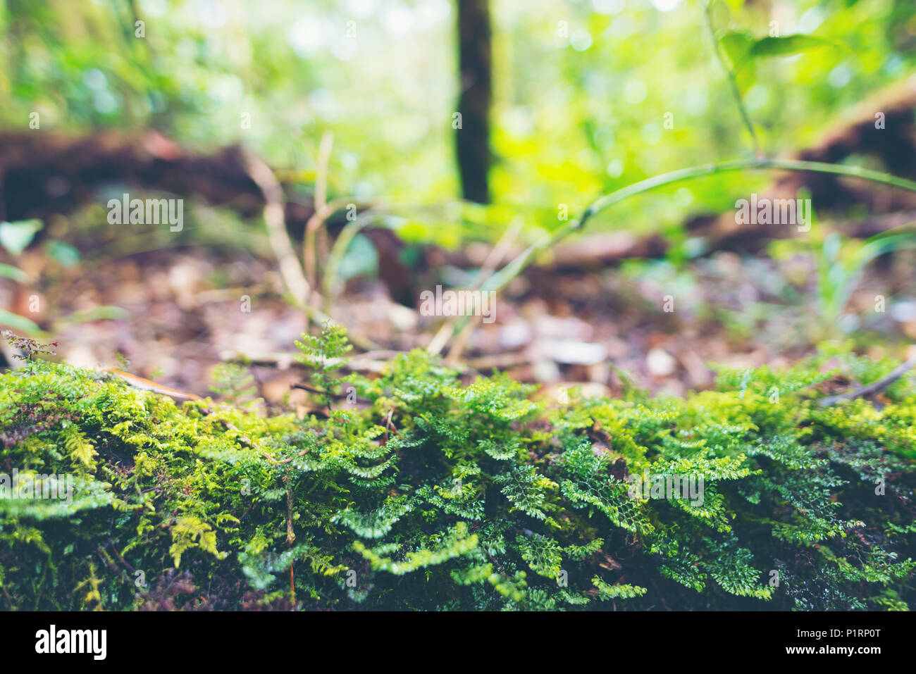 Beautiful rainforest ang ka hi-res stock photography and images - Alamy
