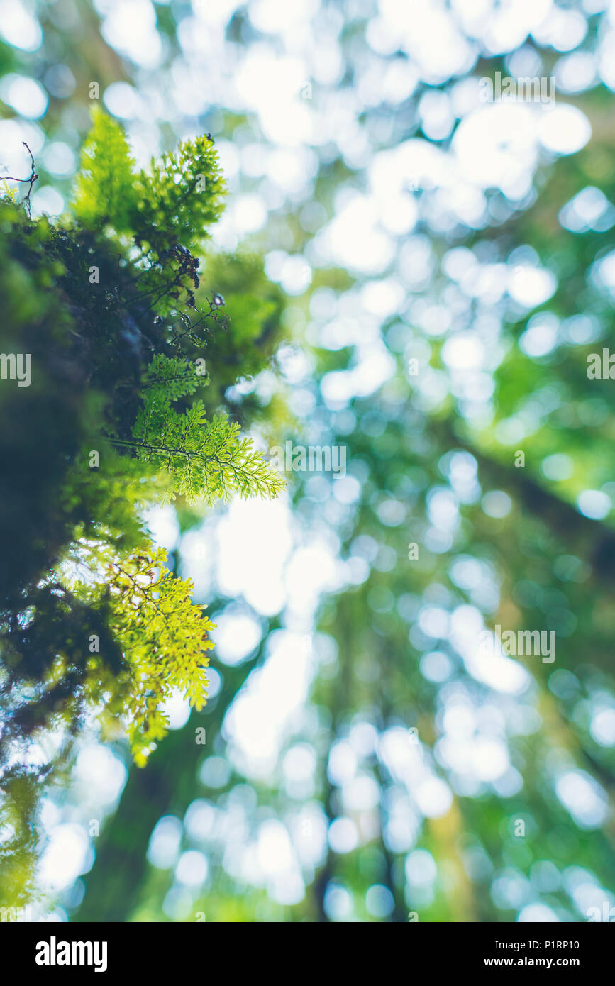 Rain-Forest Trees,Tree of Light Stock Photo - Alamy