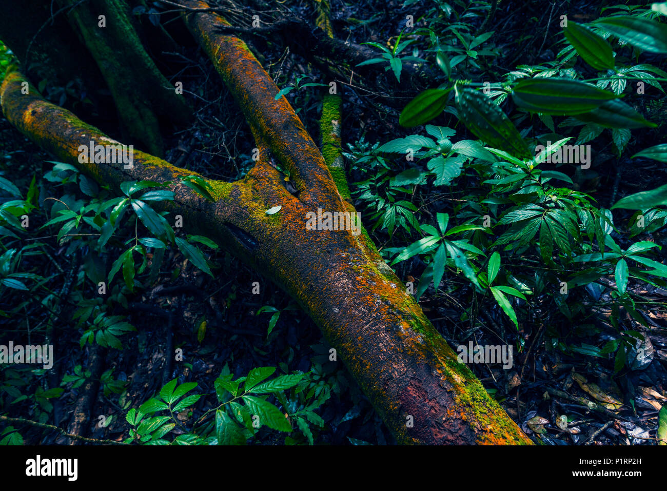 part of deep tropical forest scene Stock Photo - Alamy
