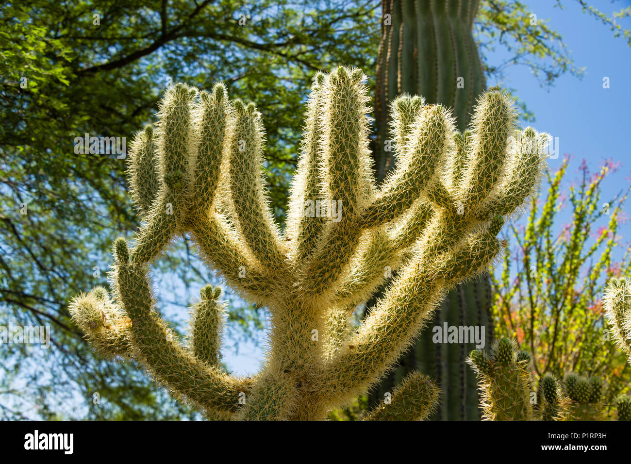 Teddy Bear Cholla Stock Photo - Alamy