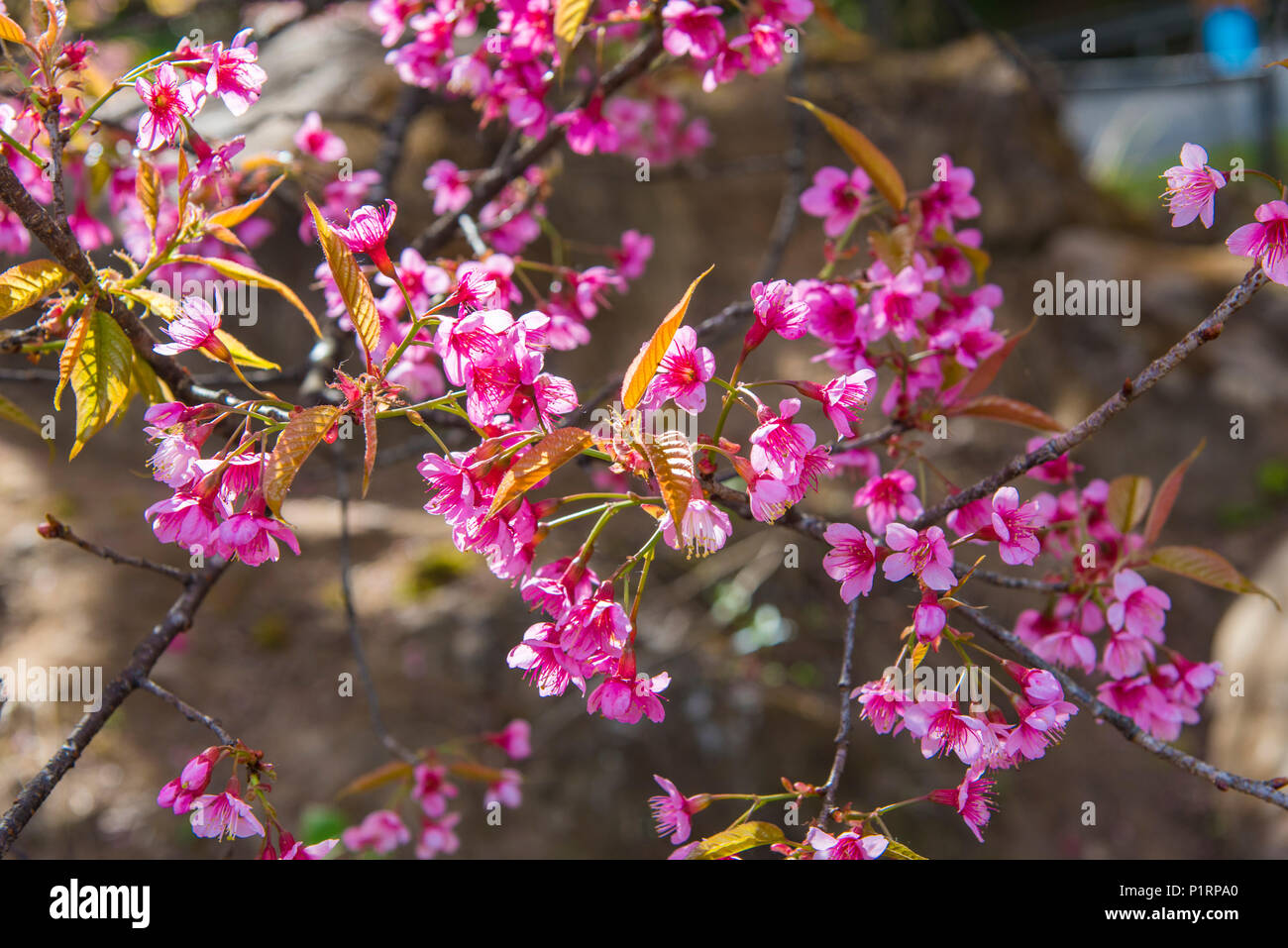 colorful color of flower tree in wild forest Stock Photo - Alamy