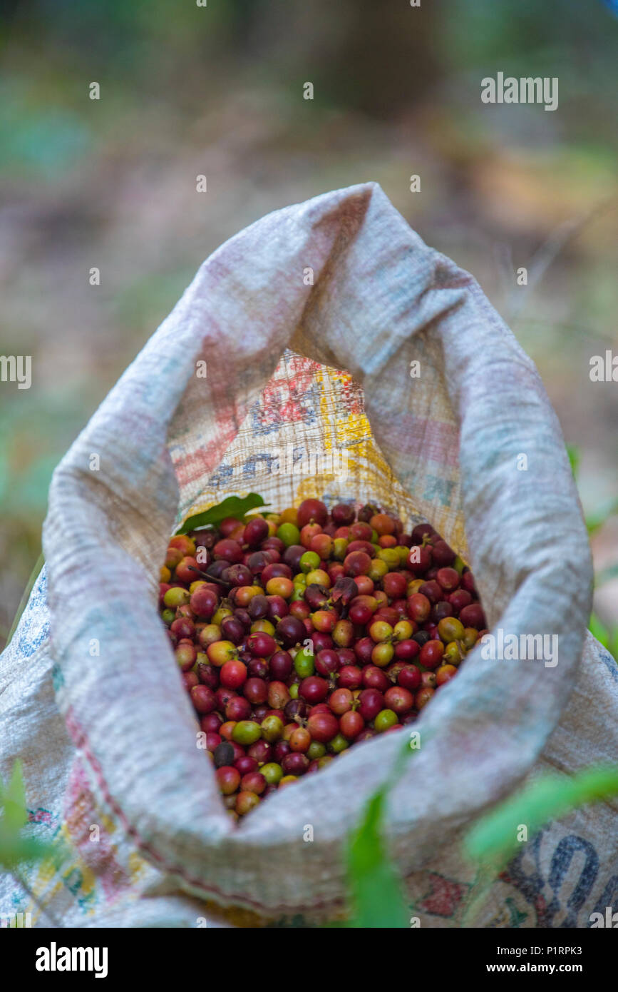coffee bean in sack Stock Photo - Alamy