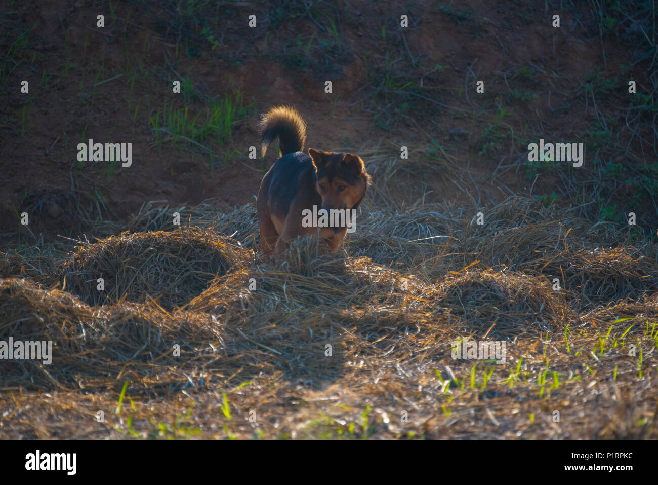 dog living outdoor on the nature field Stock Photo - Alamy