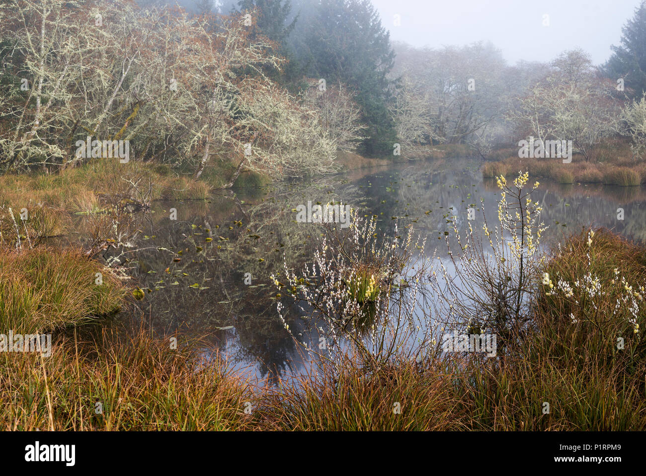 Willows bloom at the wetlands on the Oregon Coast; Hammond, Oregon ...