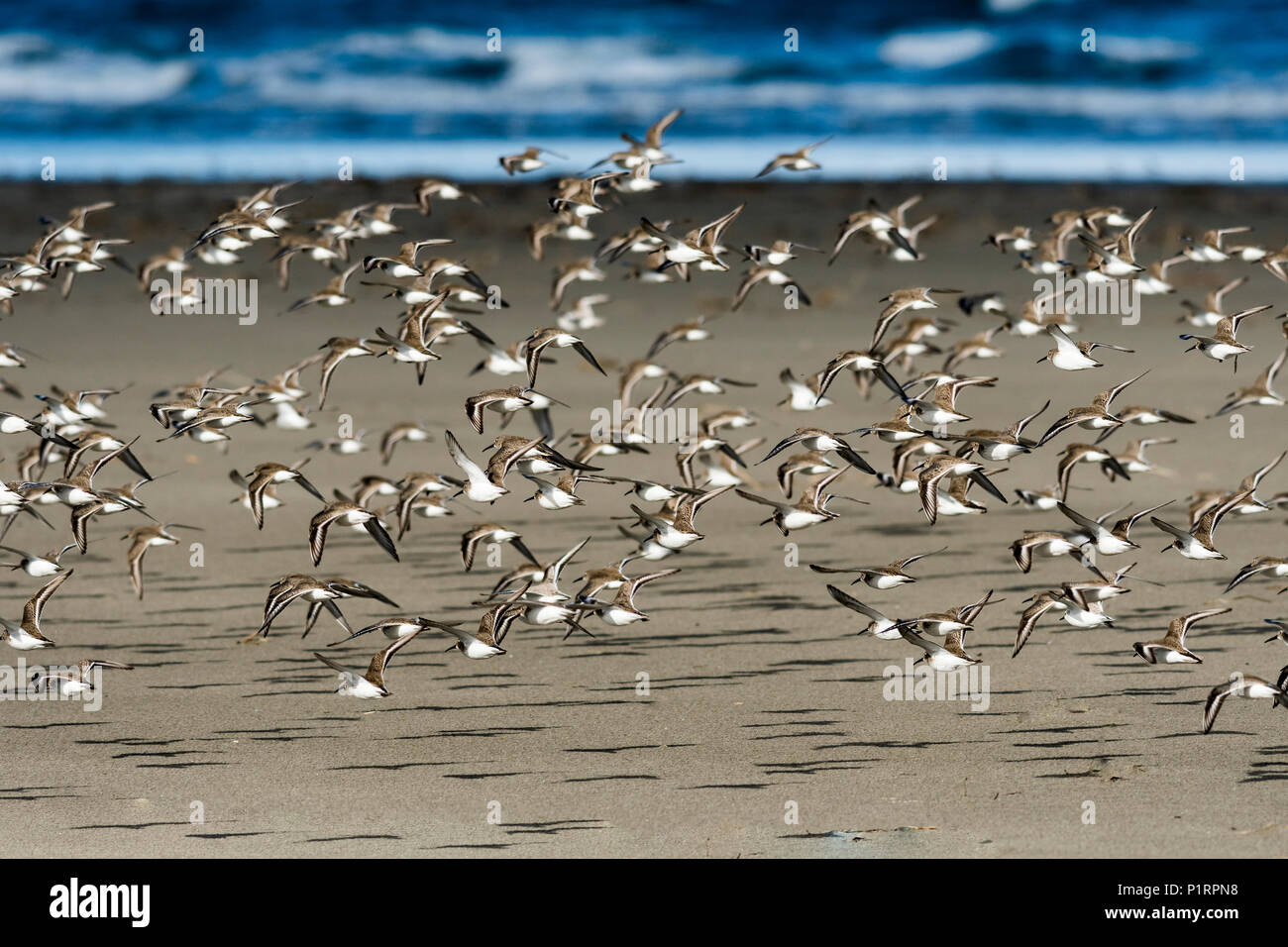Dunlin on beach hi-res stock photography and images - Alamy