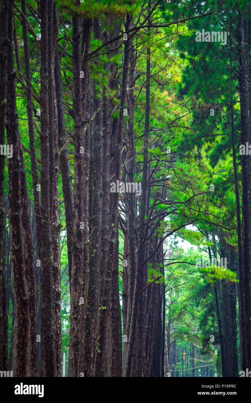 Into the forest. Nature composition Stock Photo - Alamy