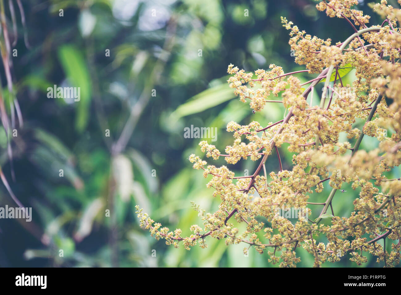 Mango inflorescence hi-res stock photography and images - Alamy