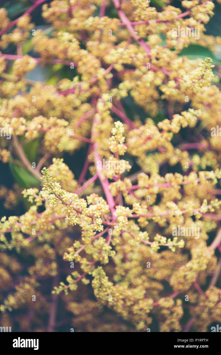 Mango inflorescence hi-res stock photography and images - Alamy