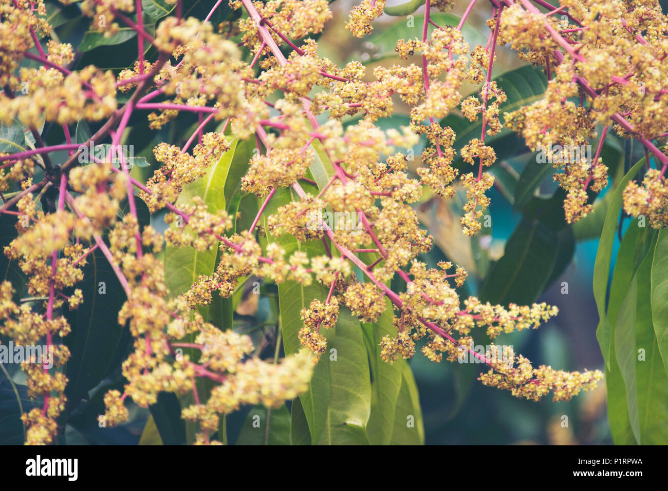 Mango Flower Stock Photos & Mango Flower Stock Images - Alamy