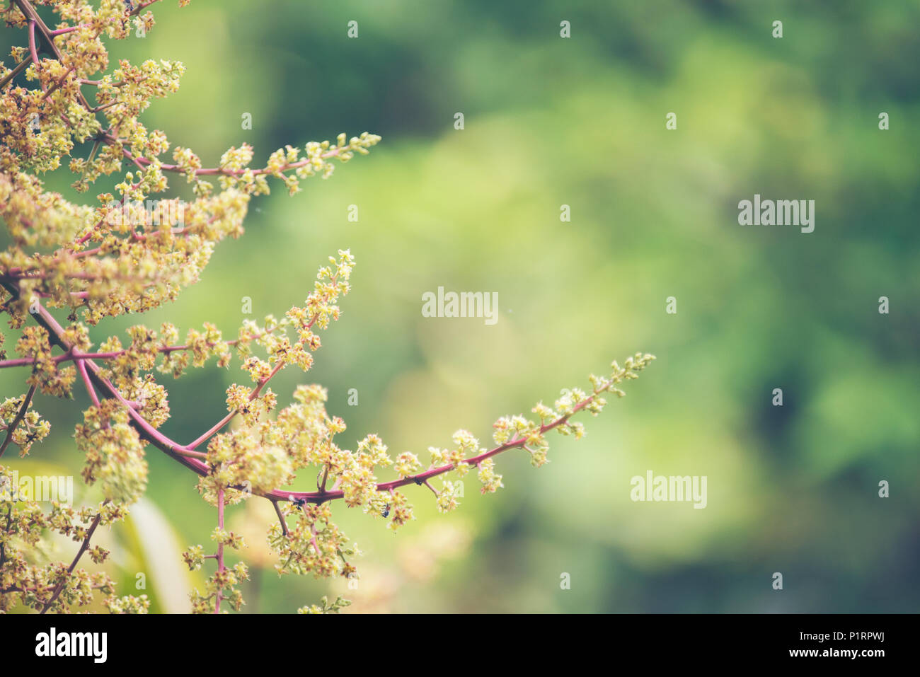 Mango inflorescence hi-res stock photography and images - Alamy