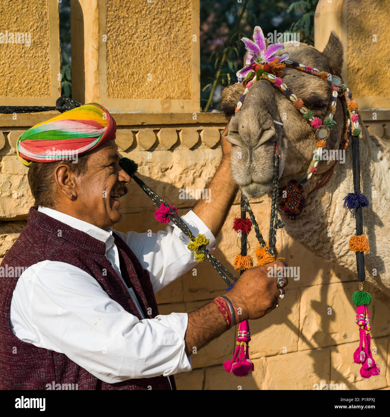 Decorated camel hi-res stock photography and images - Alamy