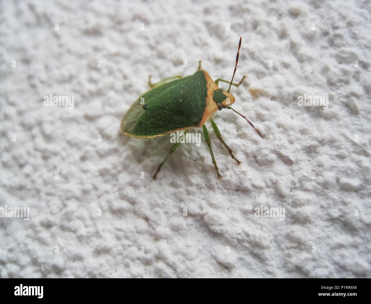 Small green soldier bug crawling on the white wall|antenna|stink ...