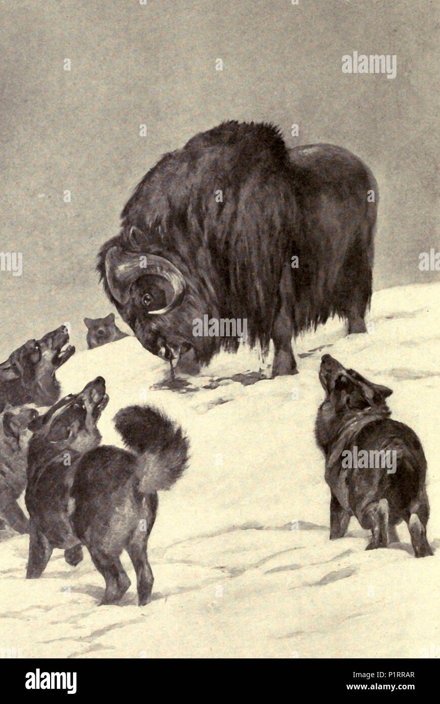 Musk ox wolf hi-res stock photography and images - Alamy