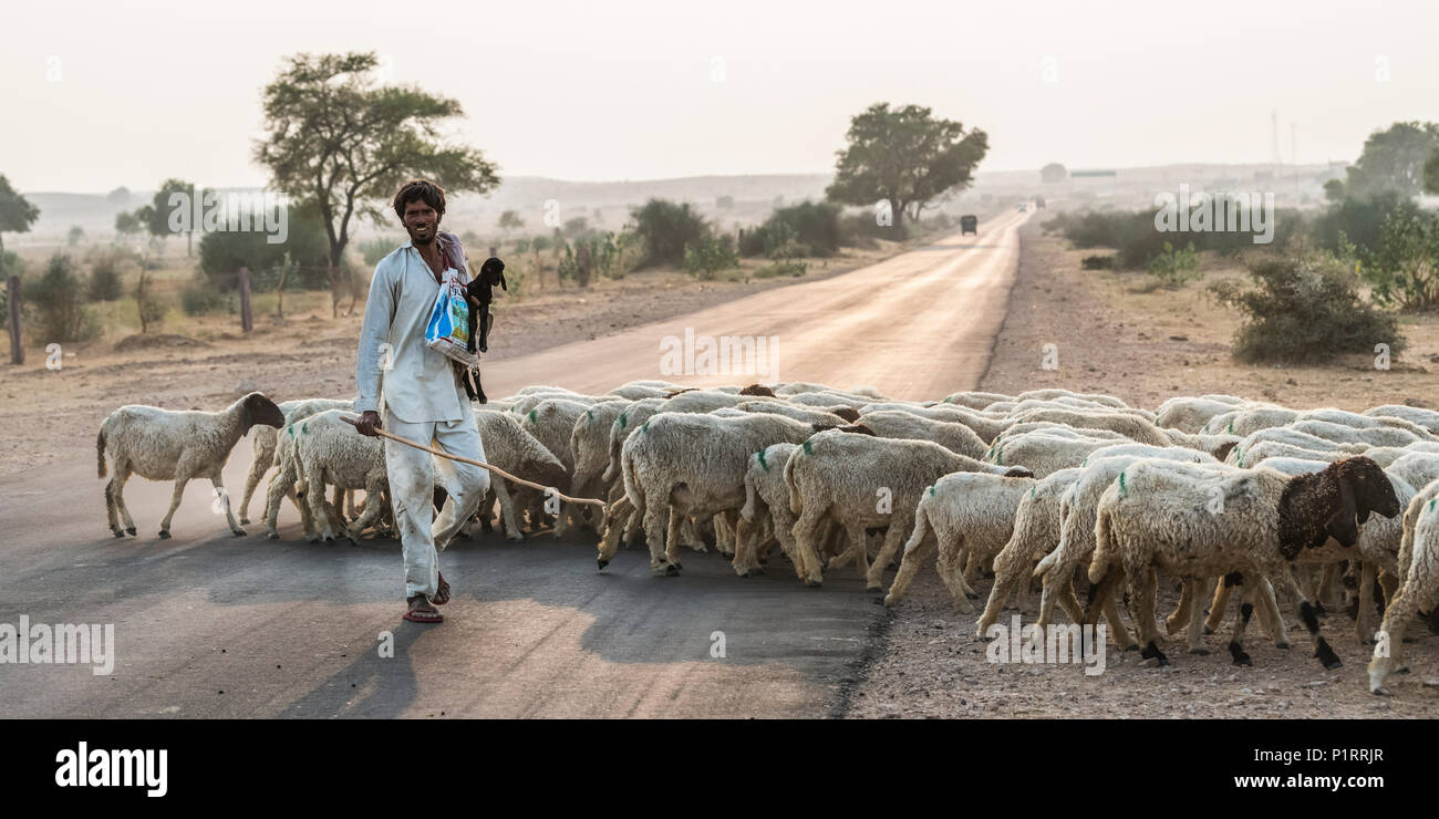 Sheep crossing road hi-res stock photography and images - Alamy