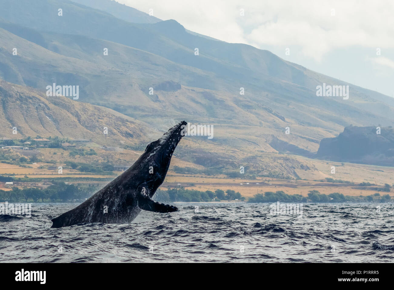 Inflated whale hi-res stock photography and images - Alamy