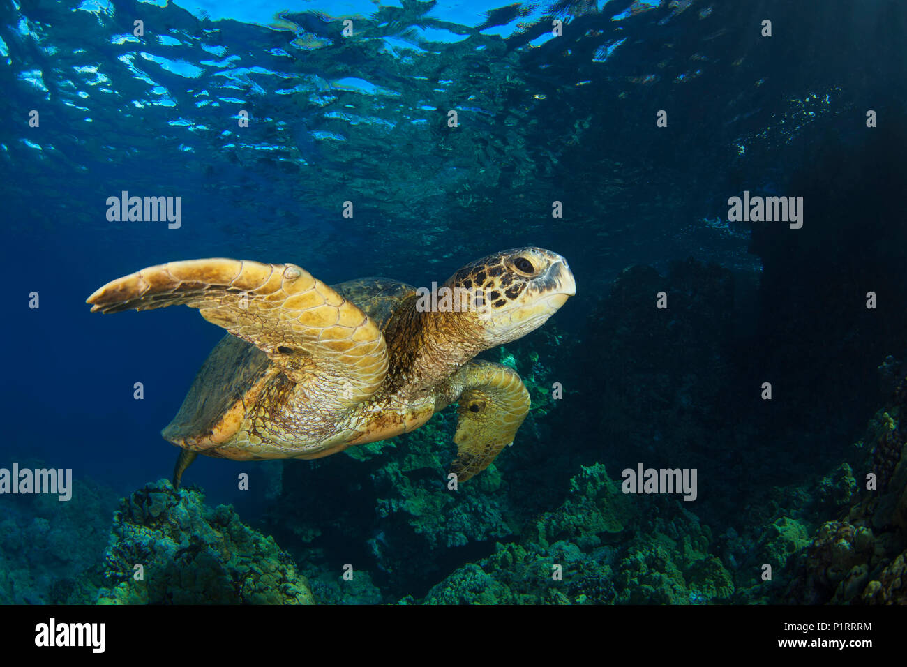 Sea turtle hi-res stock photography and images - Alamy