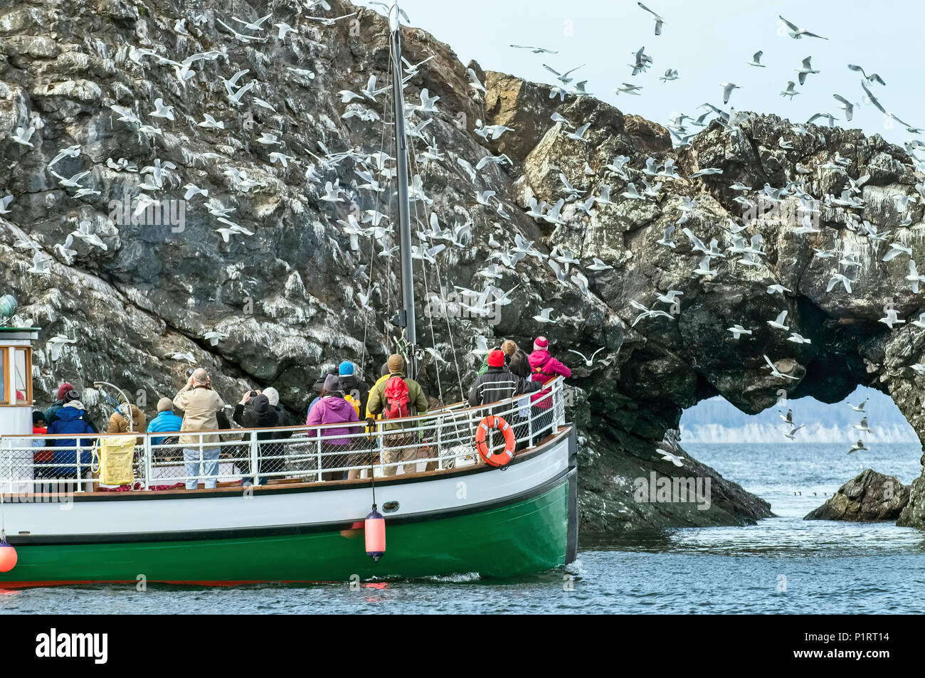 The Danny J ferry approaches Gull Island rookery with wildlife viewers ...