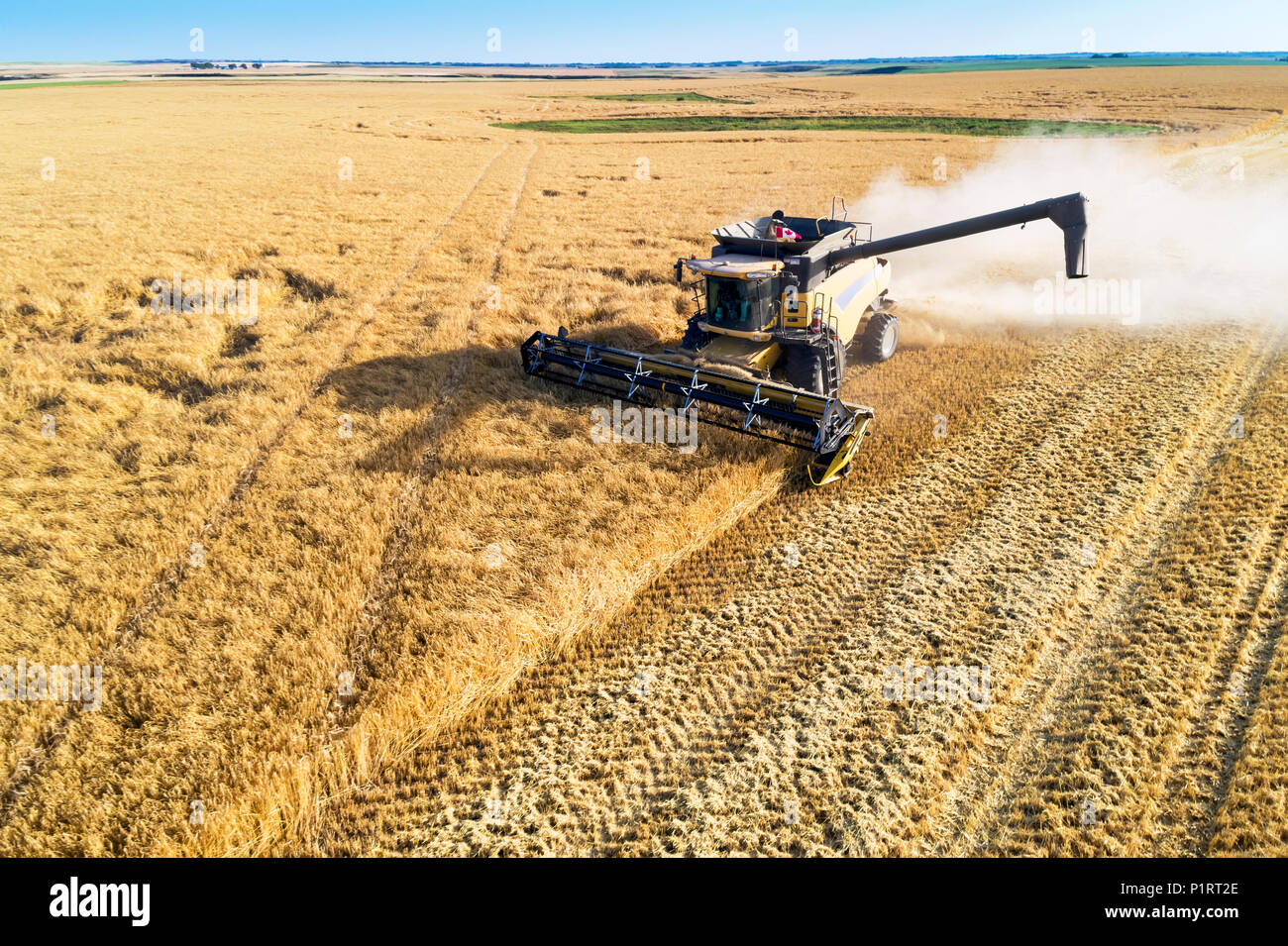 Aerial view of a combine at harvest in a barley field; Beiseker ...