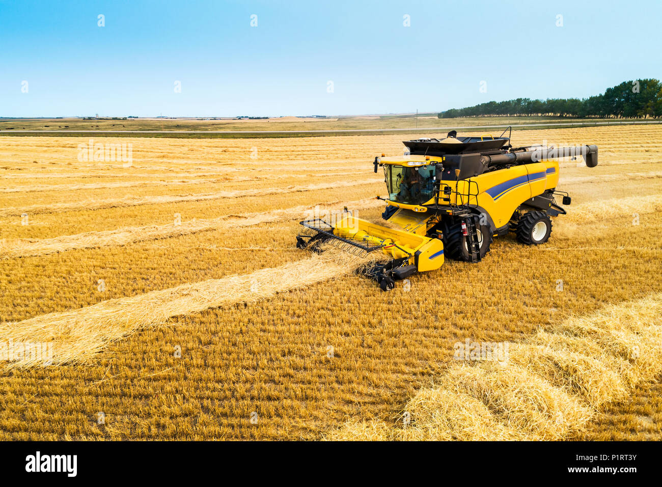 A combine collecting lines of cut grain; Beiseker, Alberta, Canada ...