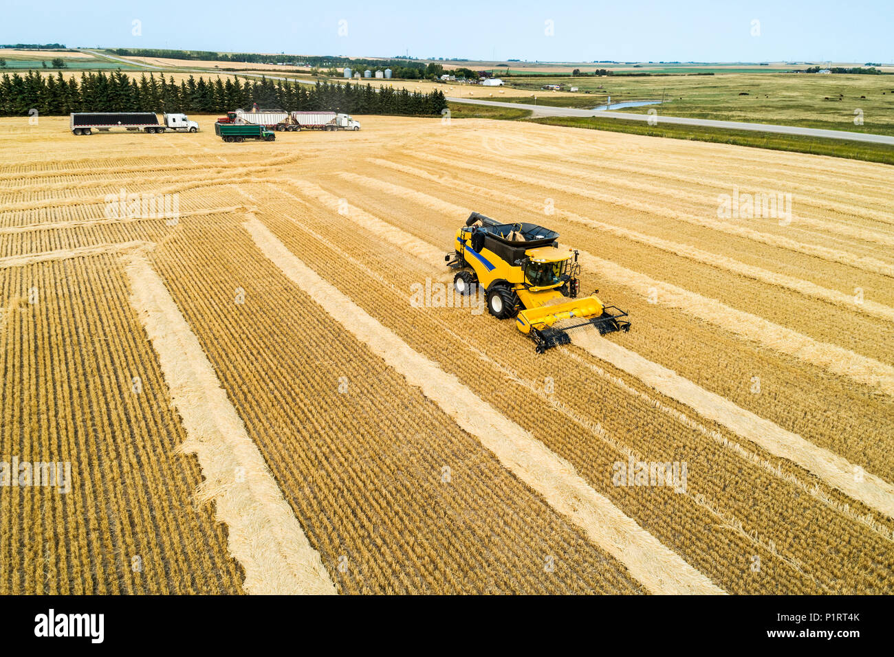 Aerial view of a combine collecting lines of cut grain; Beiseker ...