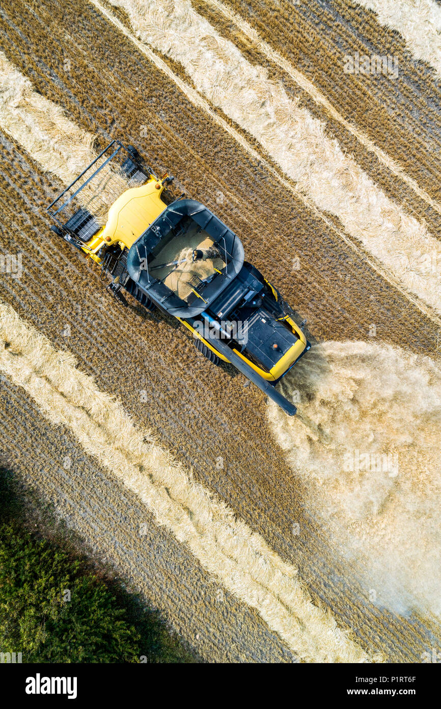 Aerial view directly above a combine collecting lines of cut grain ...
