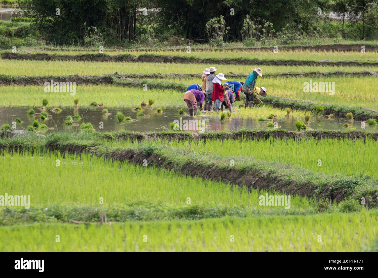 People planting rice in fields near Phonsavan; Xiangkhouang, Laos Stock ...