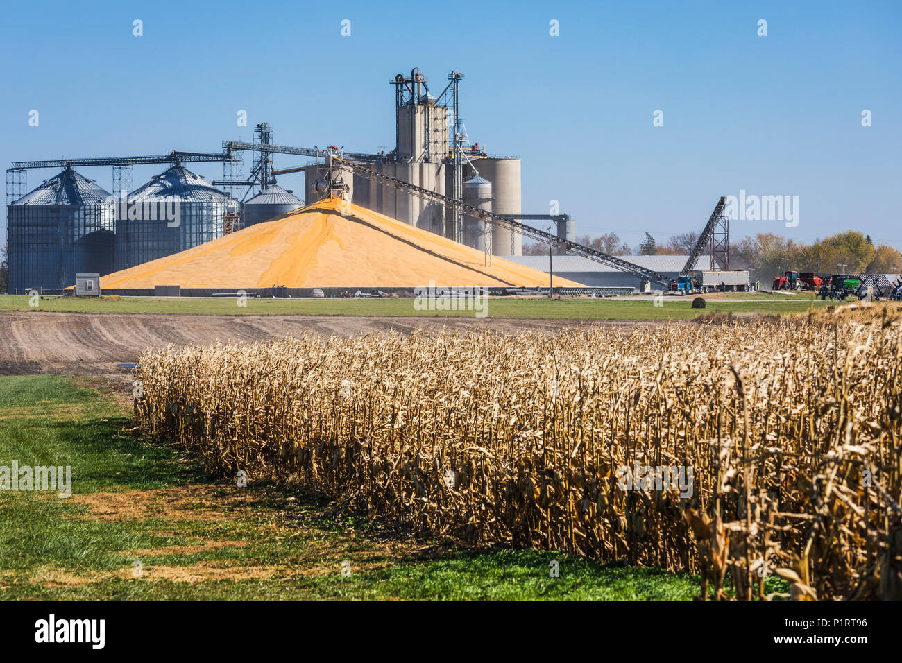 Bumper corn crop being stockpiled in open field next to corn field ...
