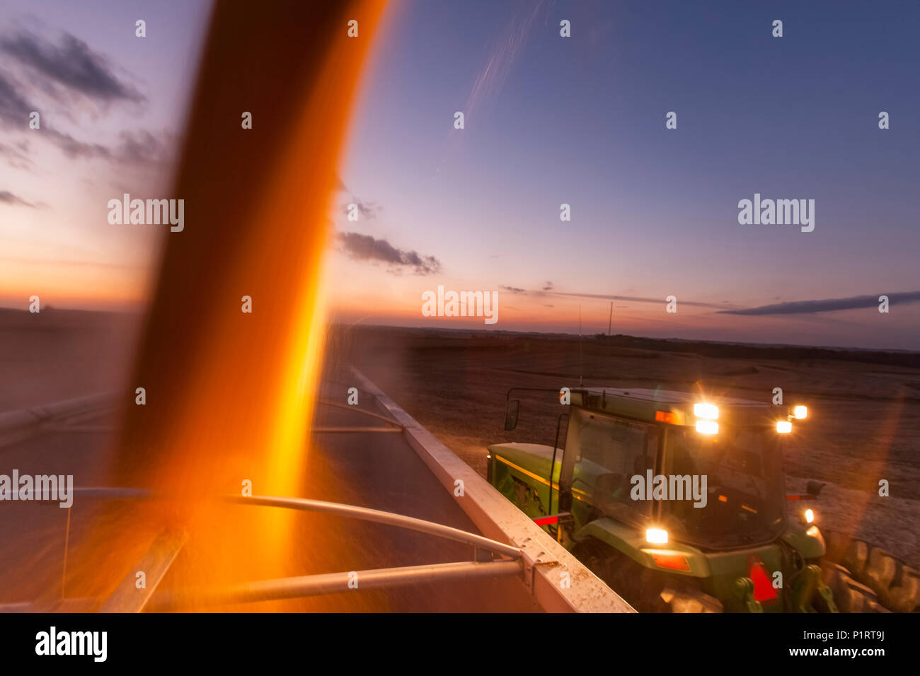 Grain wagon unloading corn into grain truck at twilight, near Nerstrand ...