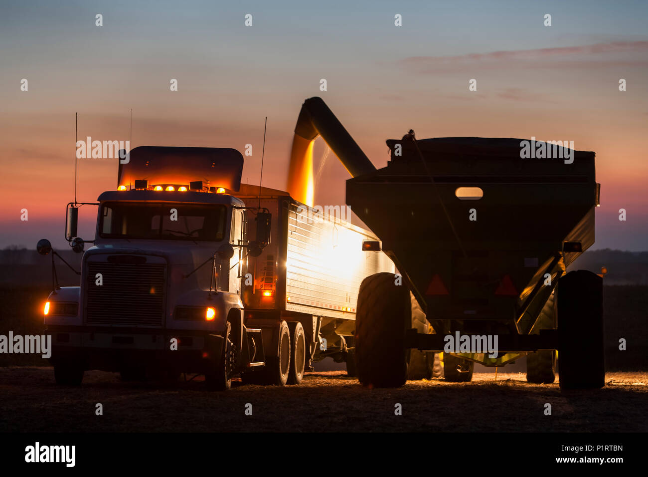 Grain wagon unloading corn into grain truck at twilight, near Nerstrand ...