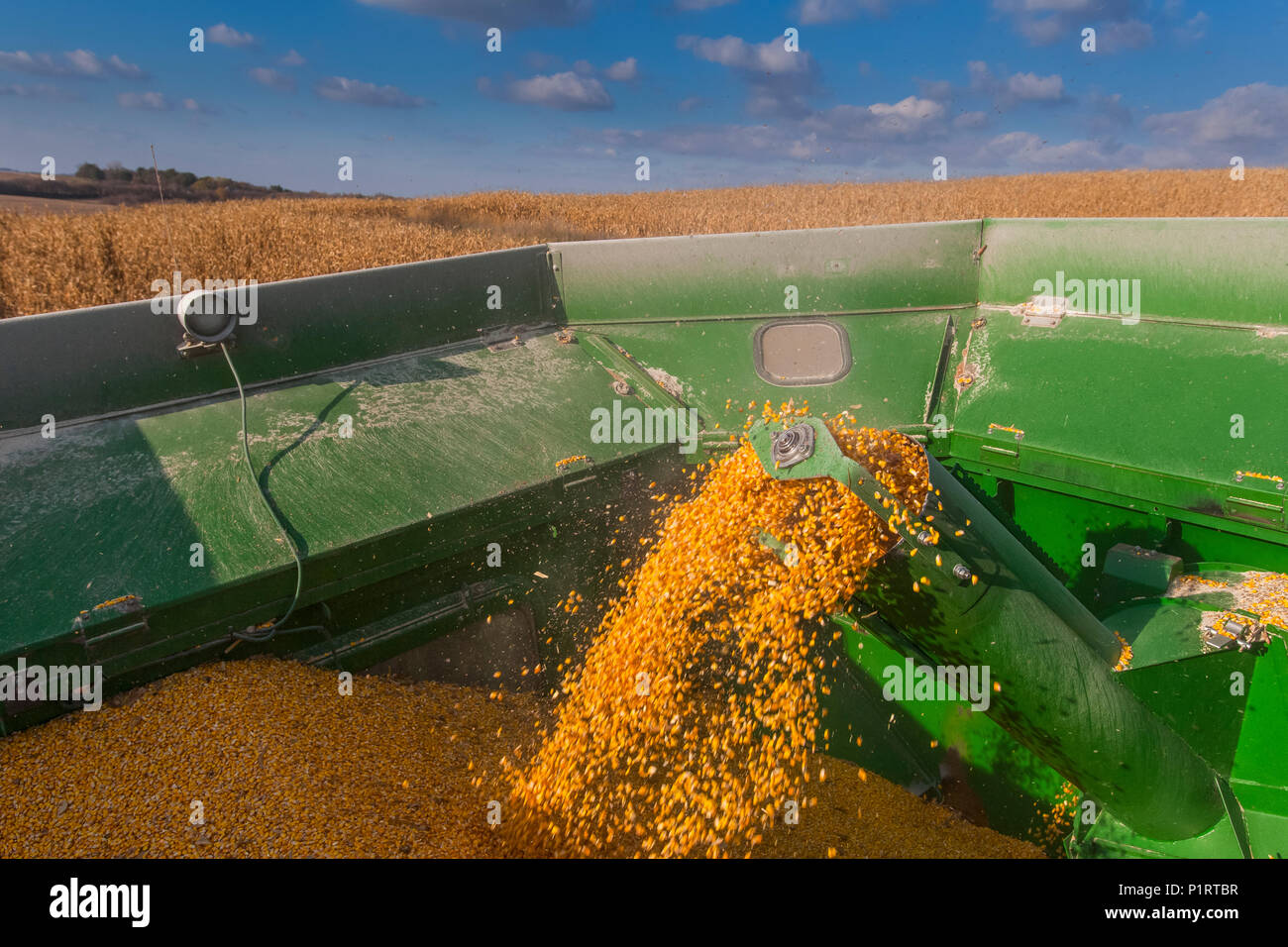 Corn pours into hopper on combine during corn harvest; Minnesota ...