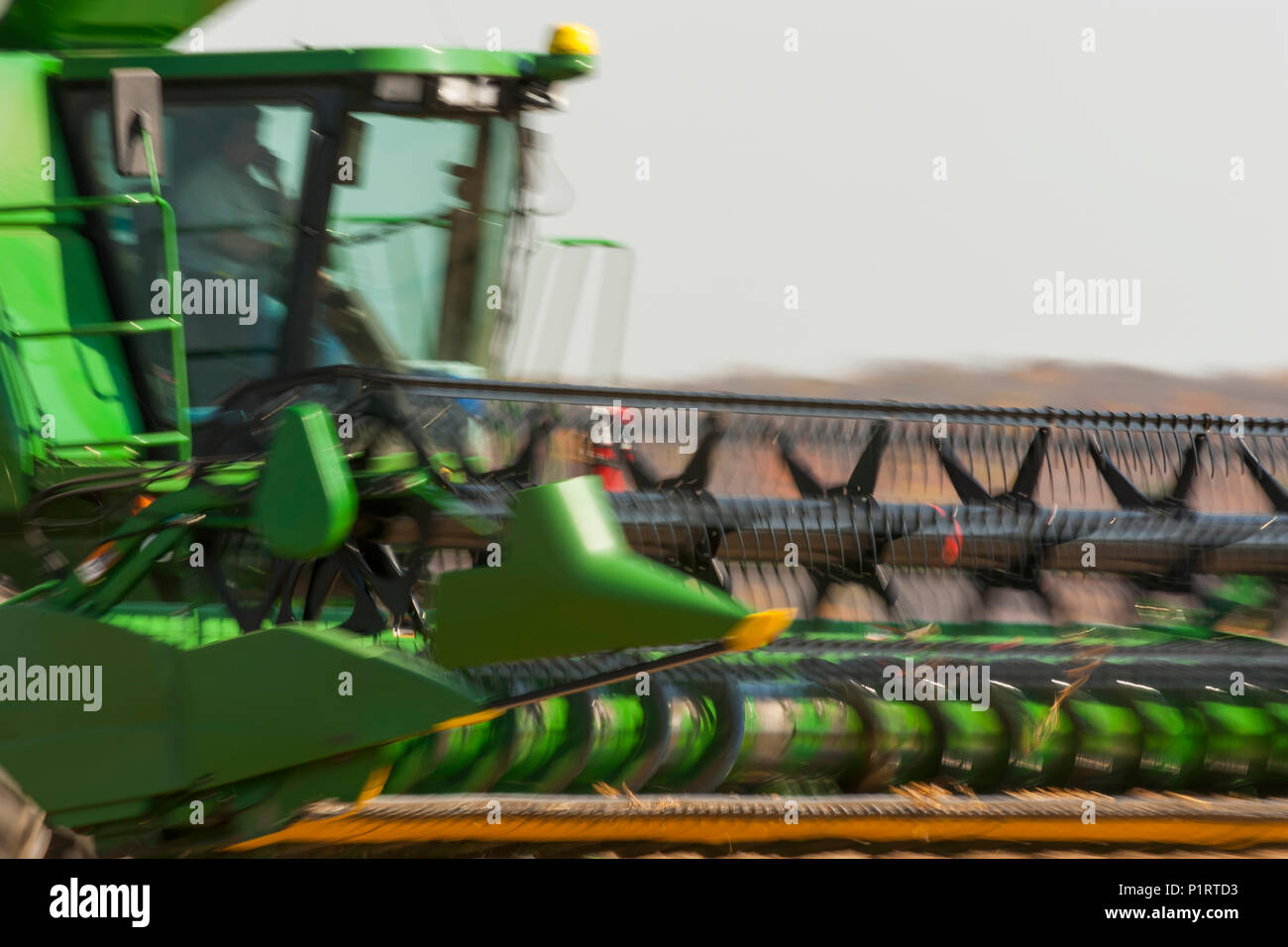Combine picking beans during soybean harvest; Minnesota, United States ...