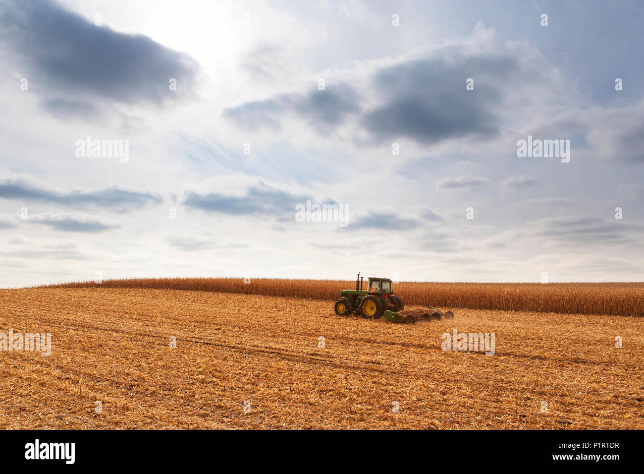 Chopping corn stalks during corn harvest, near Nerstrand; Minnesota ...