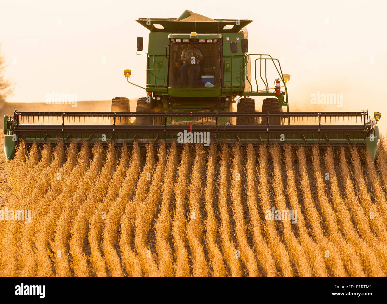 Combine picking beans during soybean harvest, near Nerstrand; Minnesota ...