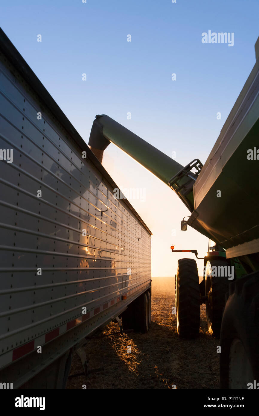 Tractor and grain wagon offloading soybeans into a truck at harvest ...
