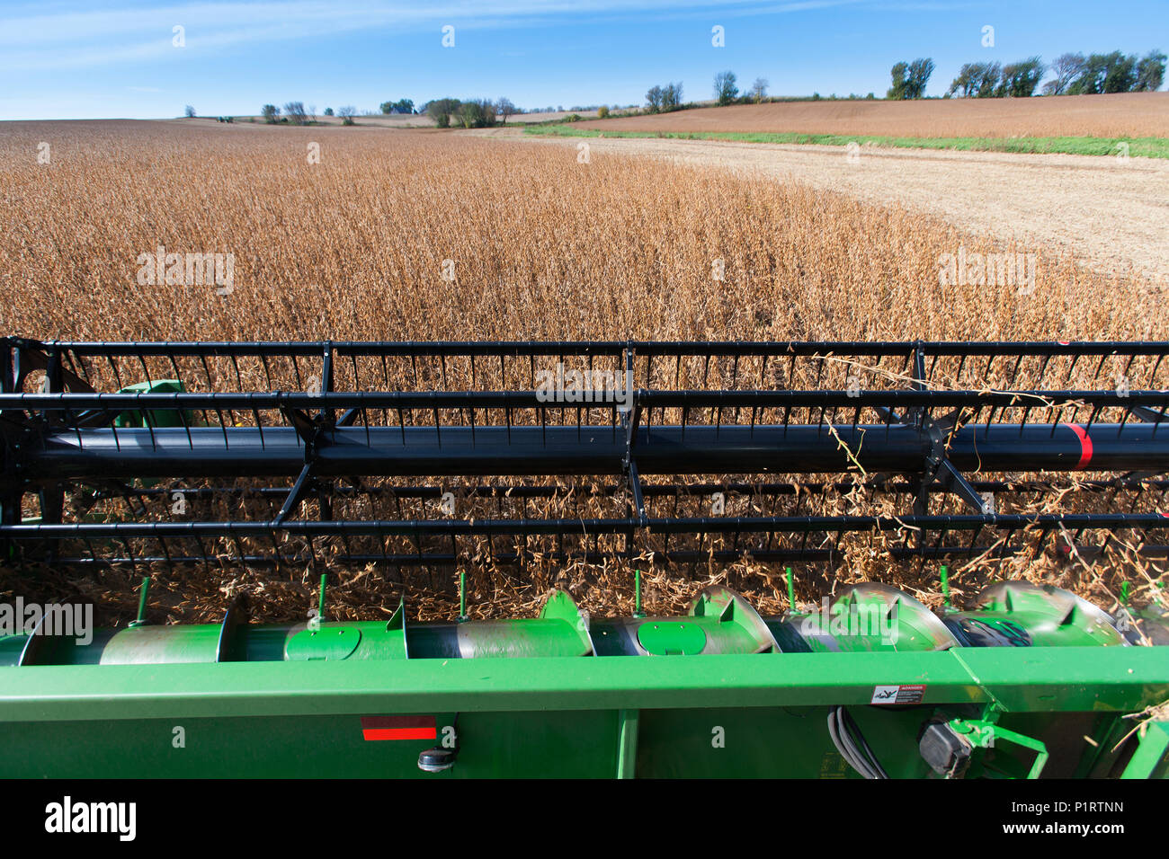 Combine picking beans during soybean harvest, near Nerstrand; Minnesota ...