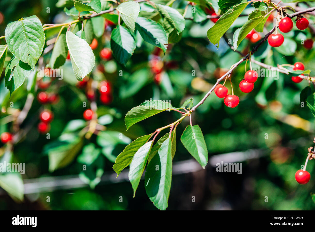 Cherry on the branch grows, ripened red cherry Stock Photo - Alamy