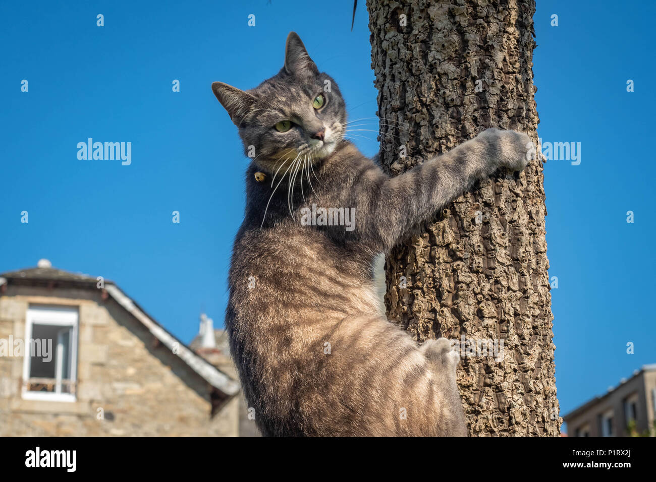 French cat climbs tree in Brittany Stock Photo - Alamy