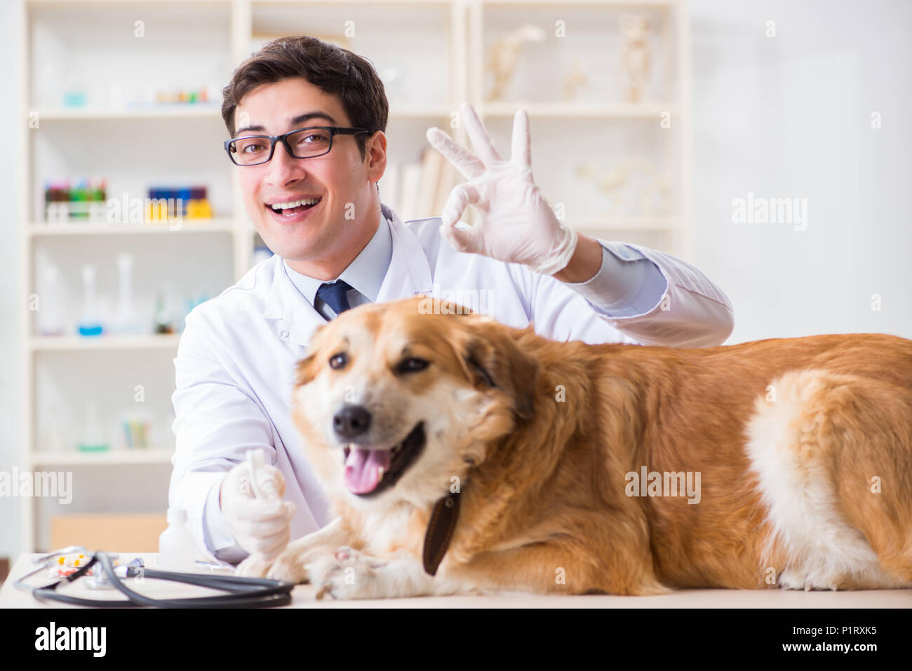 Doctor examining golden retriever dog in vet clinic Stock Photo - Alamy