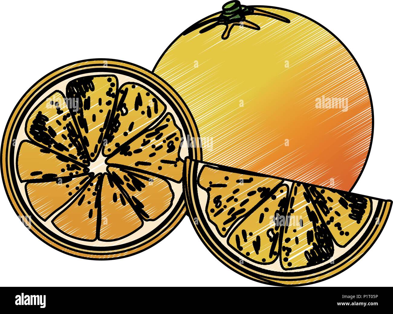 Orange citric fruit scribble Stock Vector Image & Art - Alamy